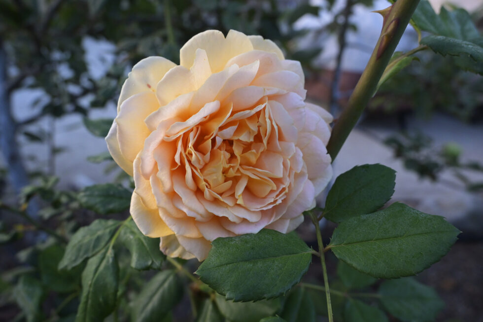 A David Austin Rose Garden