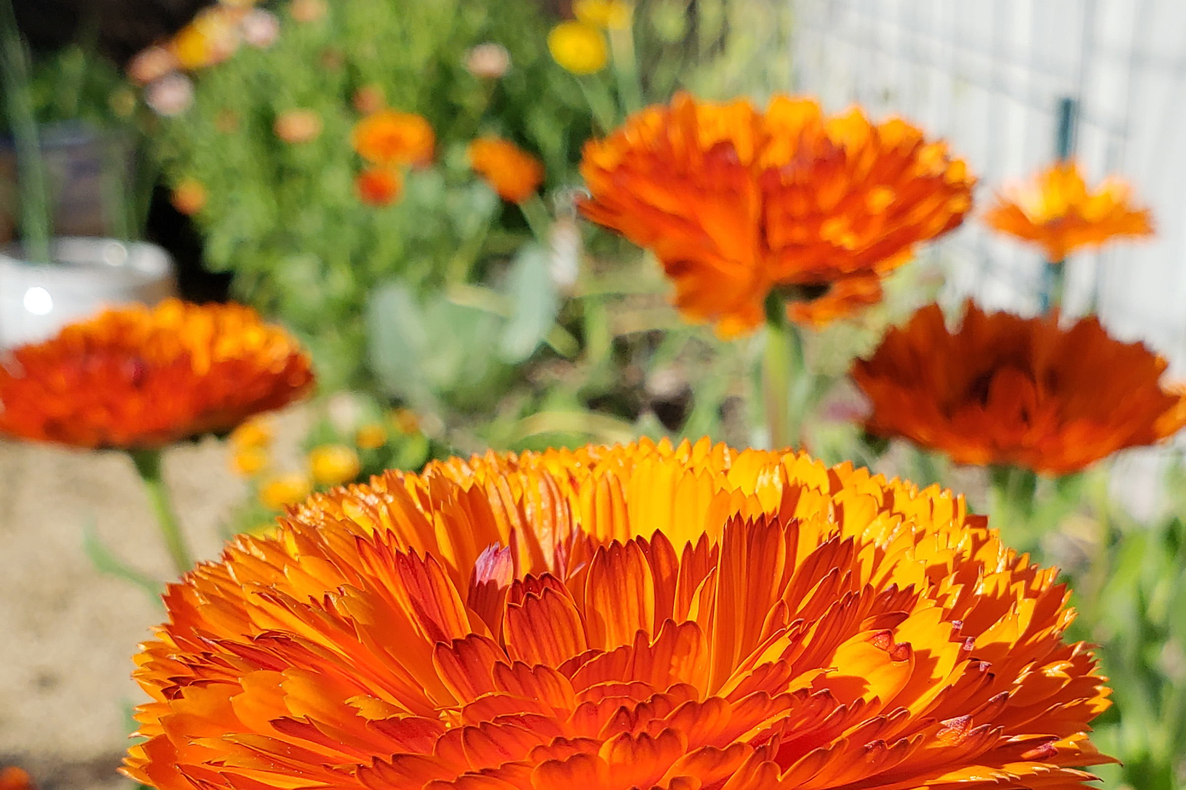 Self Sowing Volunteer Flowers