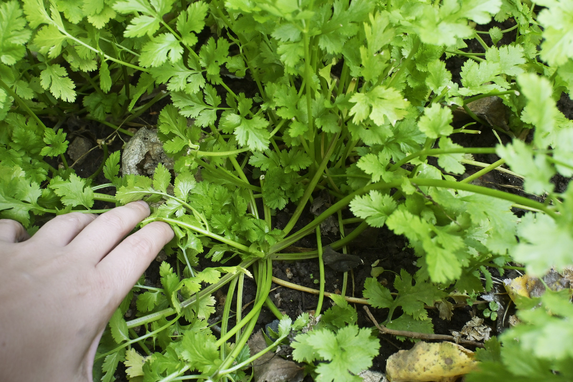 Tips to Grow Better Cilantro
