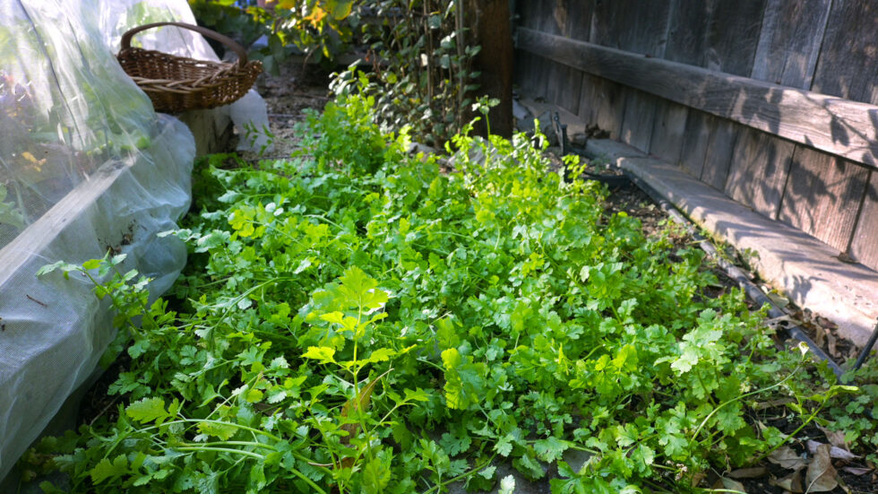 Tips to Grow Better Cilantro