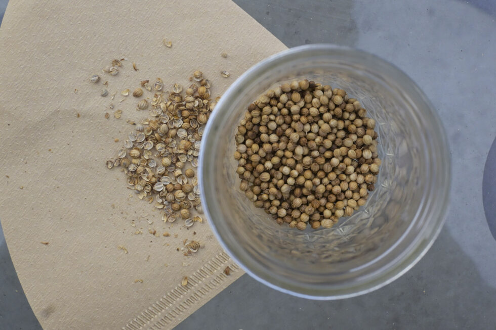 Tips to Grow Better Cilantro