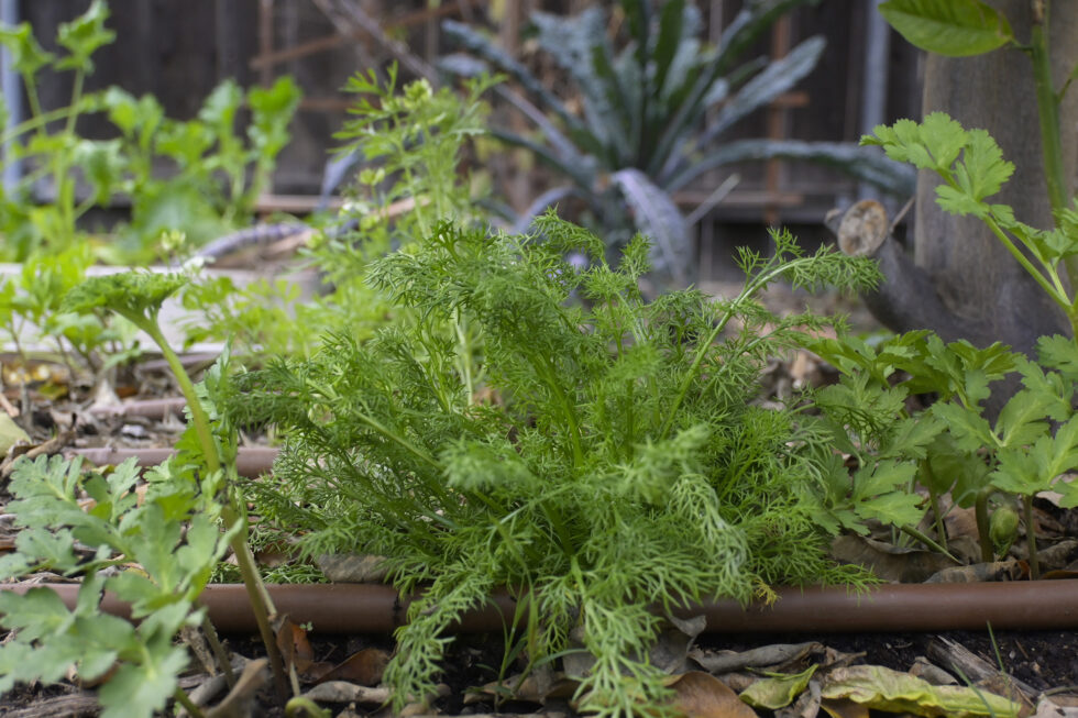 Growing Chamomile in the Garden
