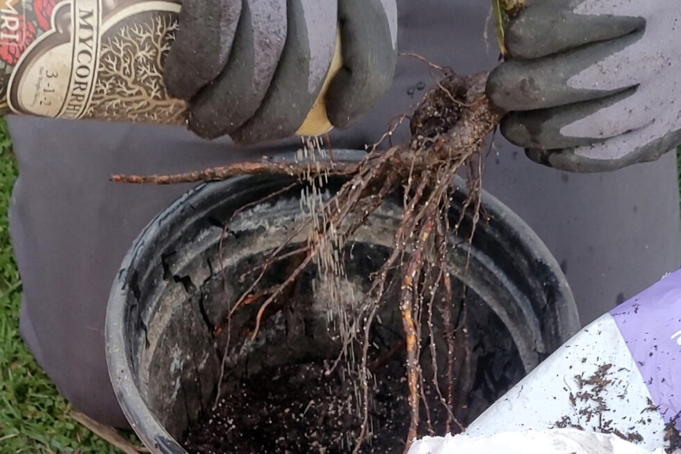 No-Stress Bare Root Planting Guide