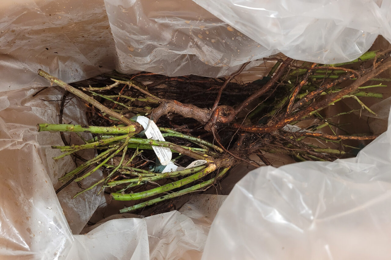 No-Stress Bare Root Planting Guide