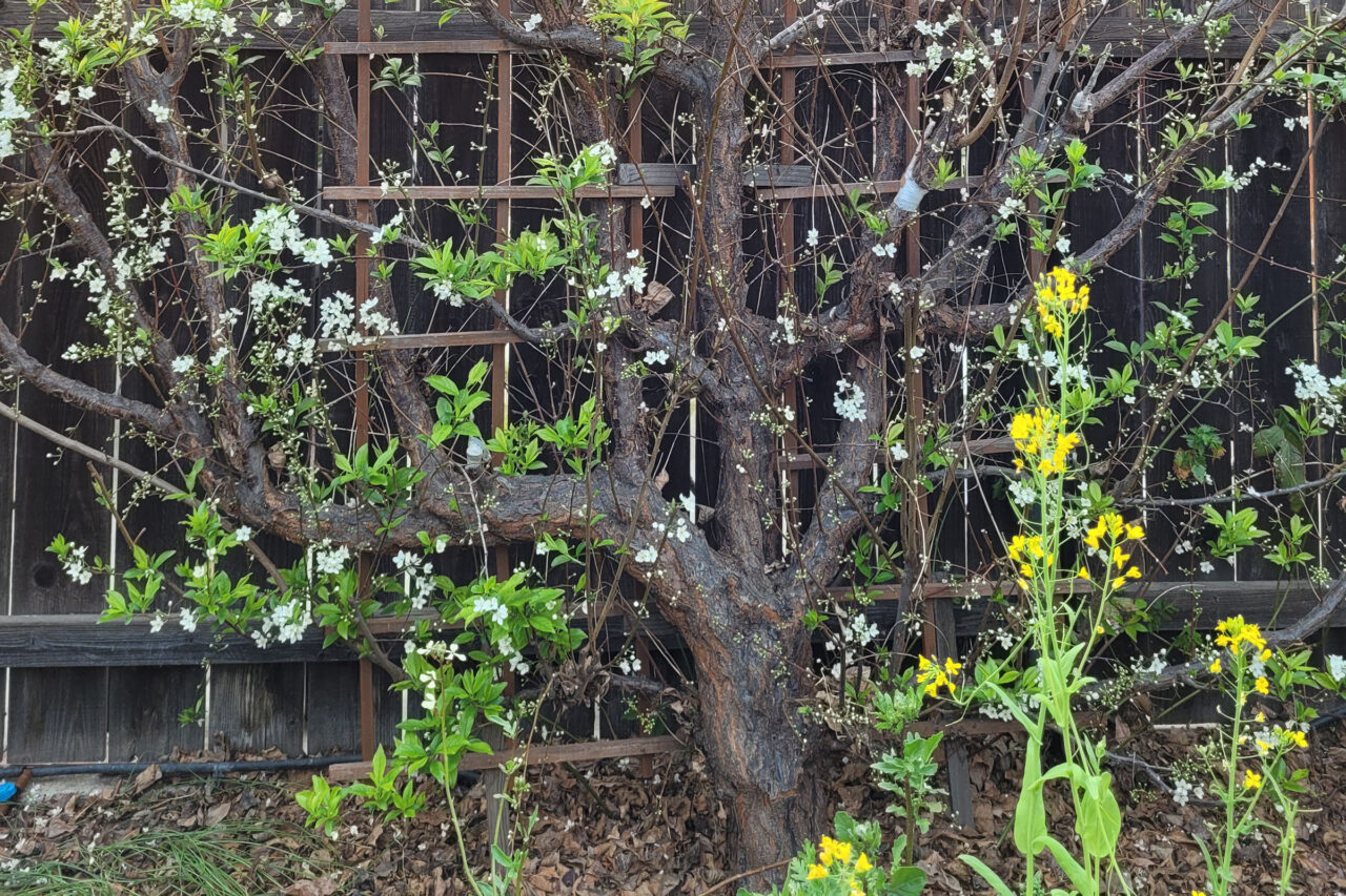 No-Stress Bare Root Planting Guide