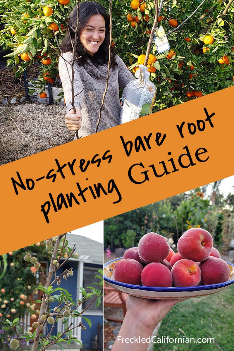 No-Stress Bare Root Planting Guide