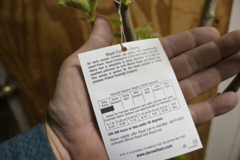 No-Stress Bare Root Planting Guide