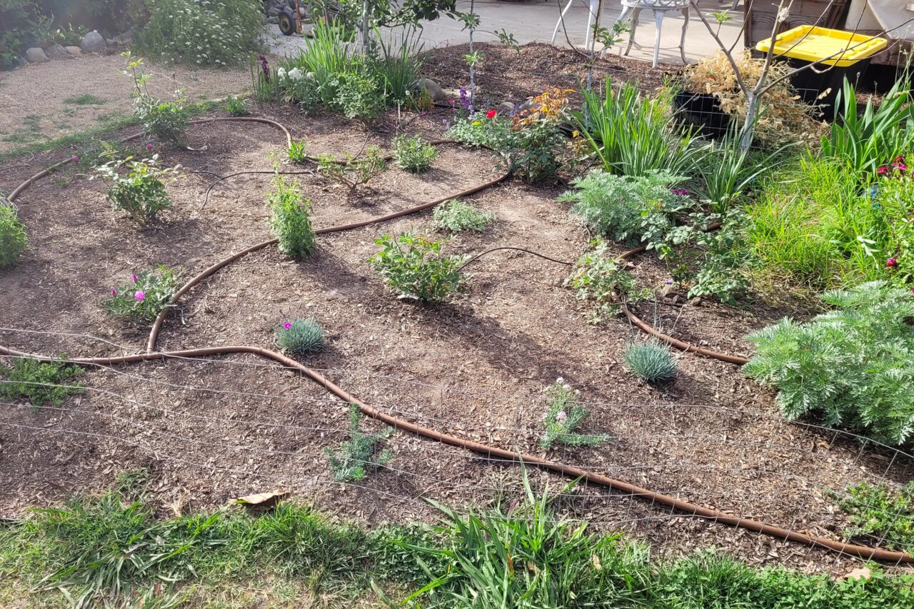 No-Stress Bare Root Planting Guide