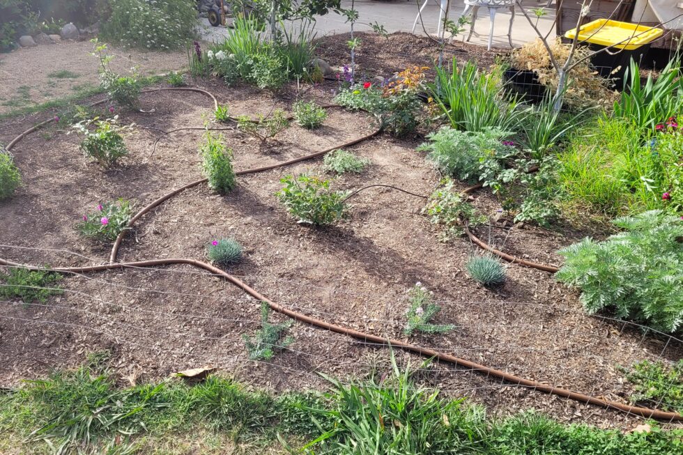 No-Stress Bare Root Planting Guide