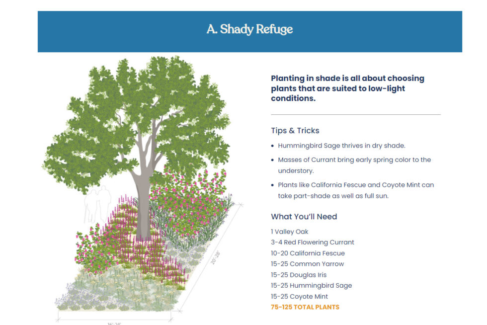 Plant a California Native Shade Garden
