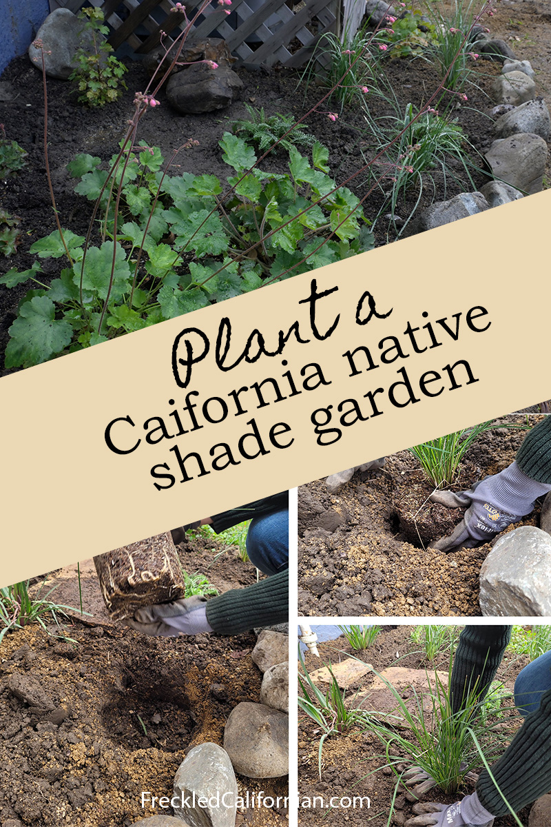 Plant a California Native Shade Garden