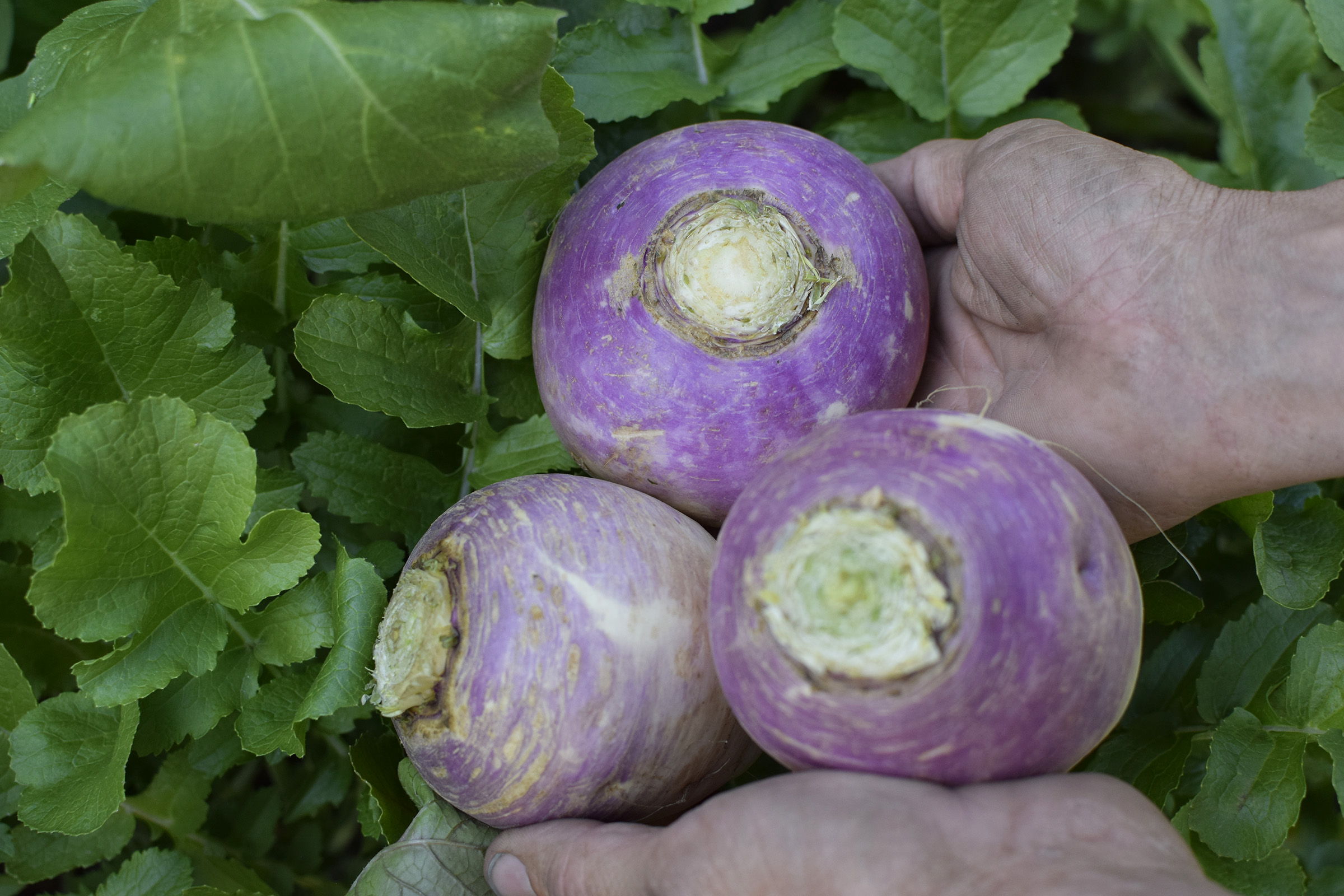 A Love Affair with Growing Turnips