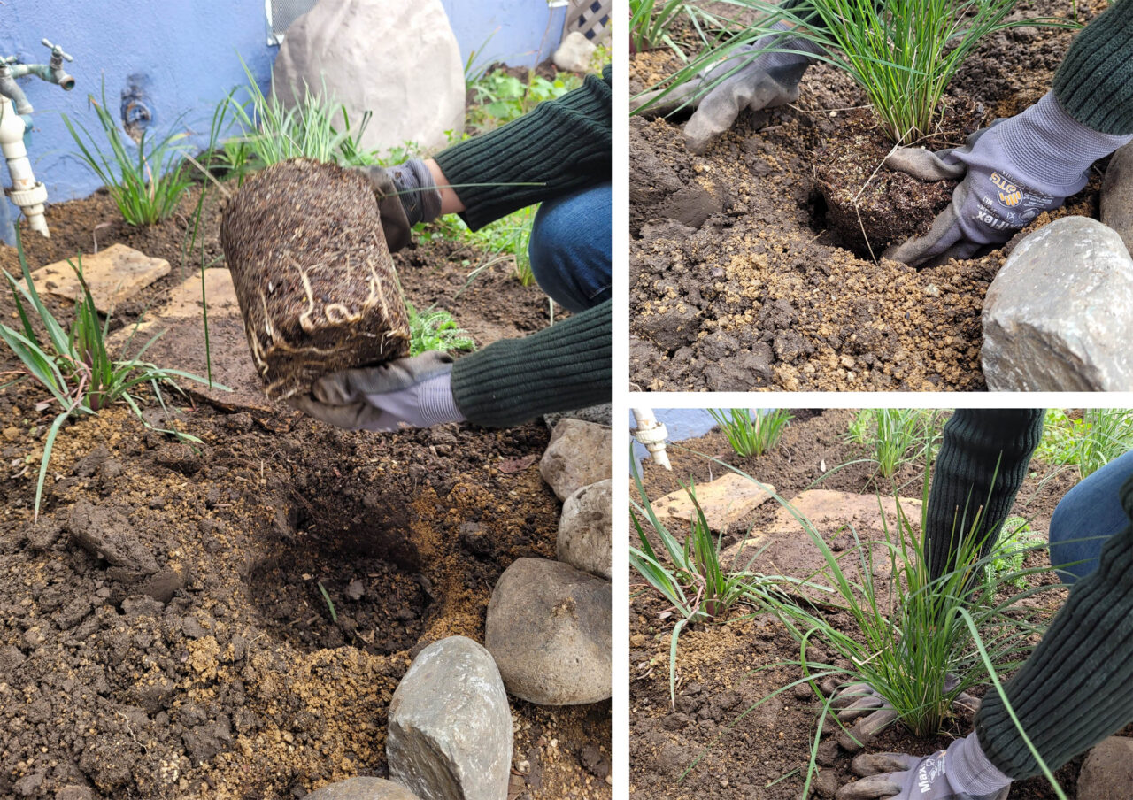 Plant a California Native Shade Garden