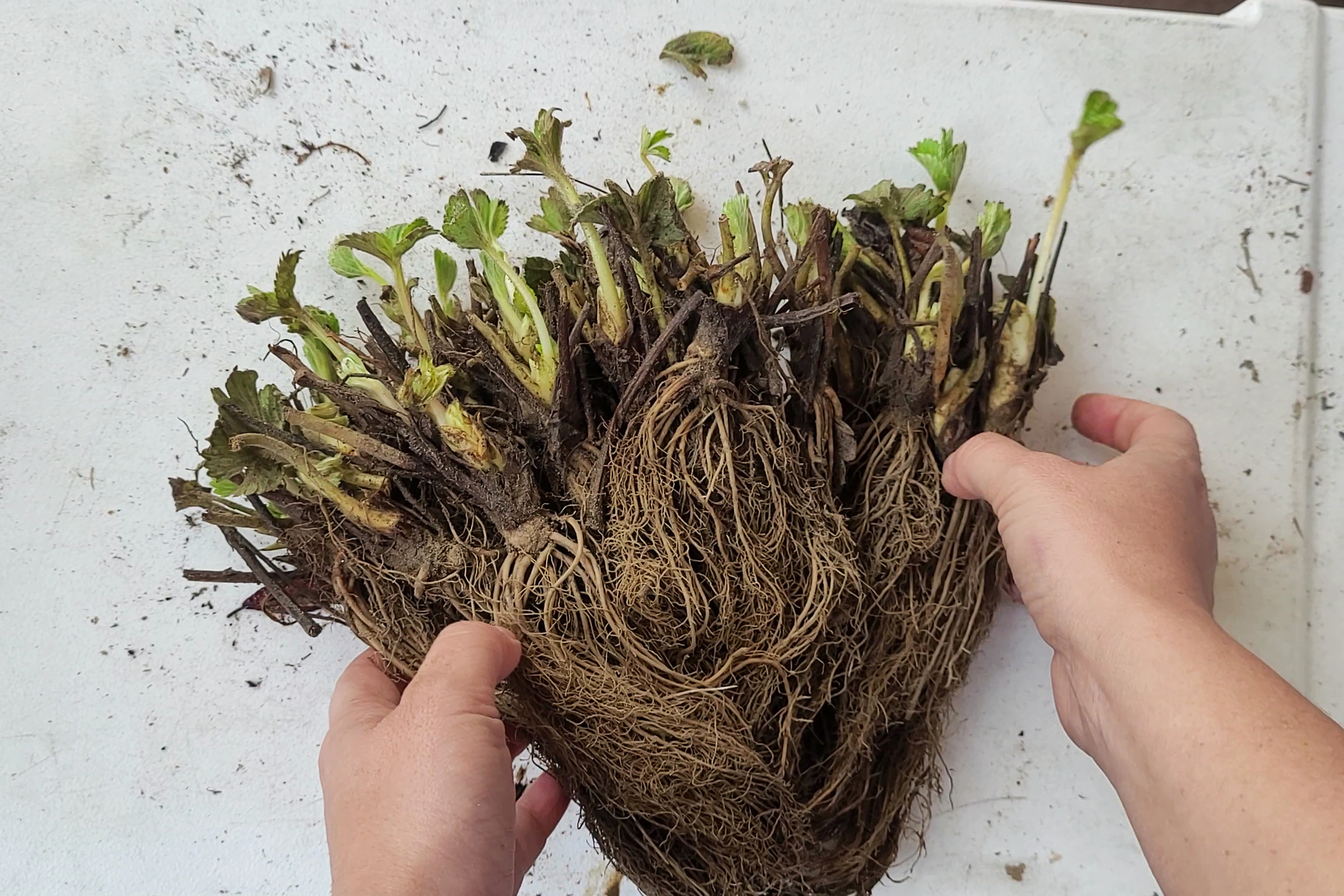 Planting a Strawberry Patch from Scratch (Bare Roots)