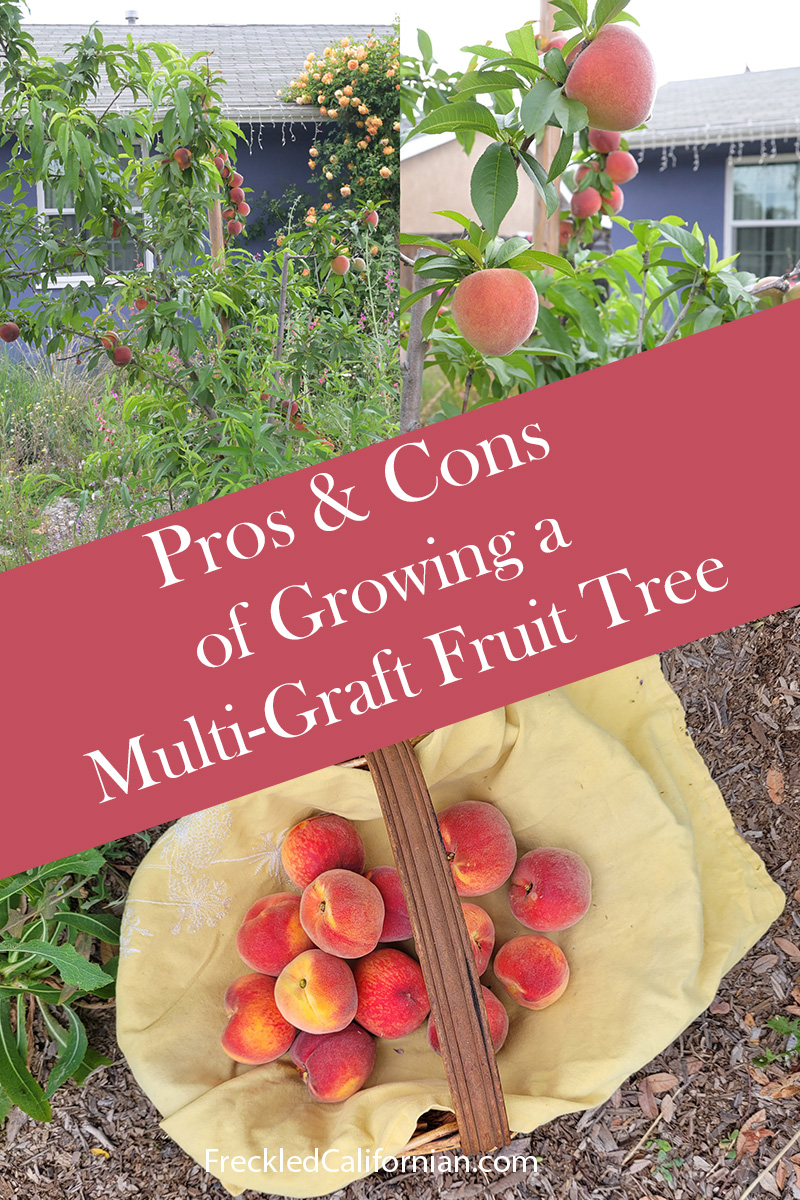Pros & Cons of Growing a Multi-Graft Fruit tree