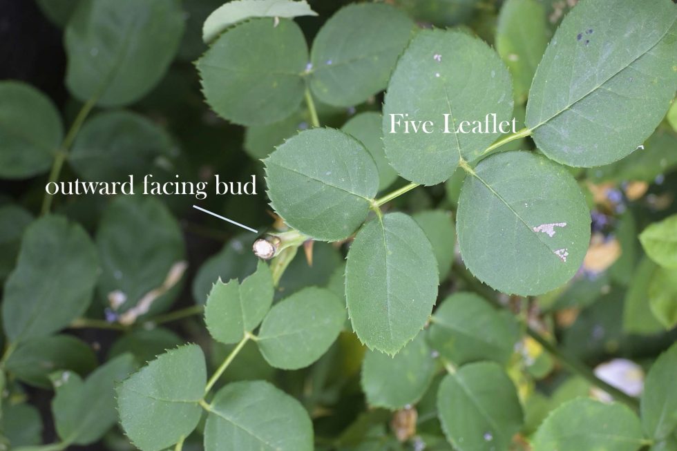 How to Deadhead Roses After Blooming