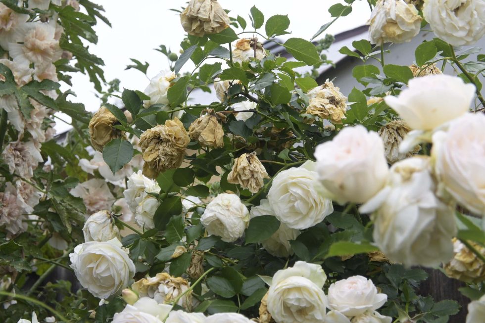 How to Deadhead Roses After Blooming