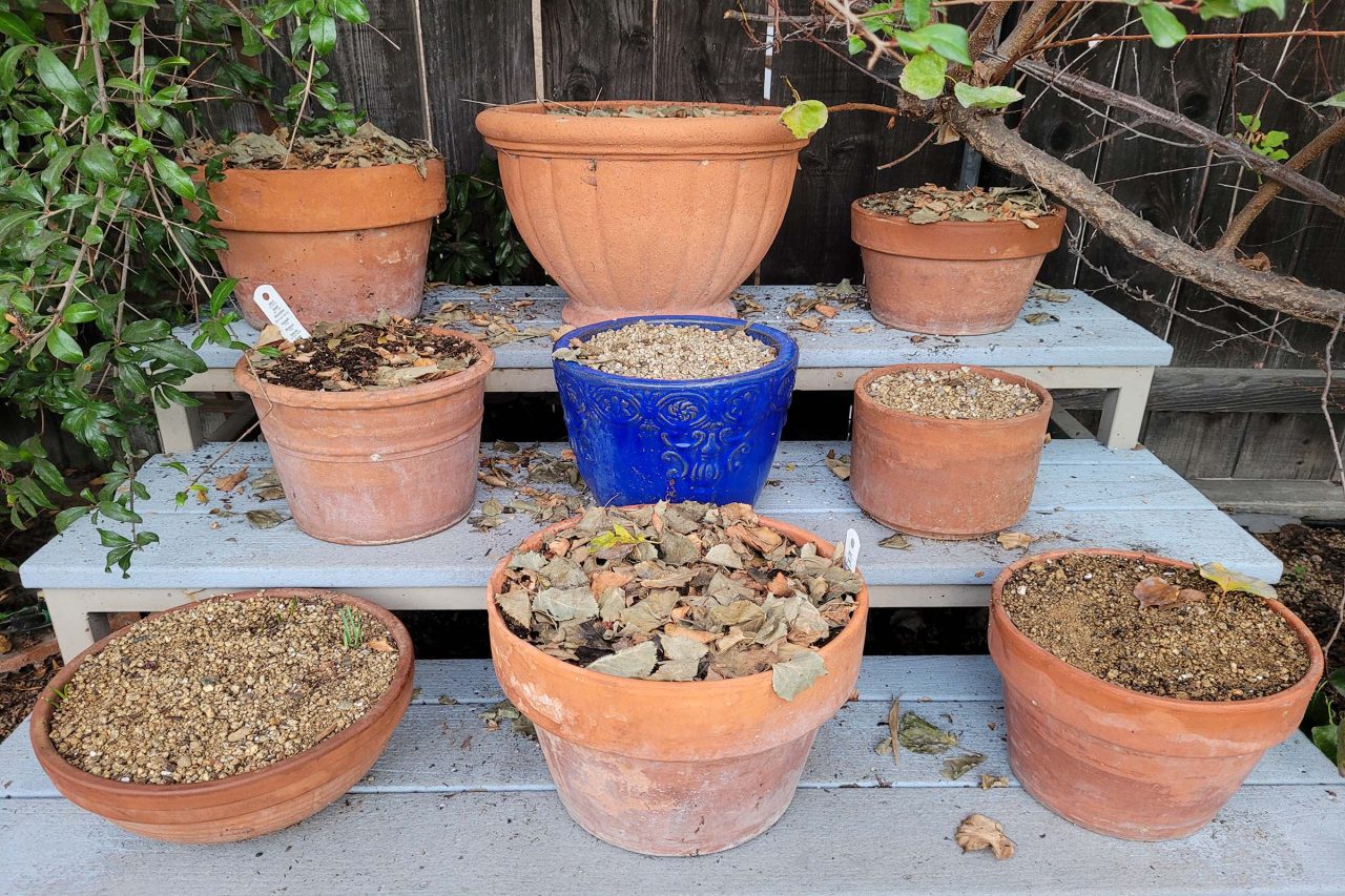 Grow Spring Bulbs in Containers