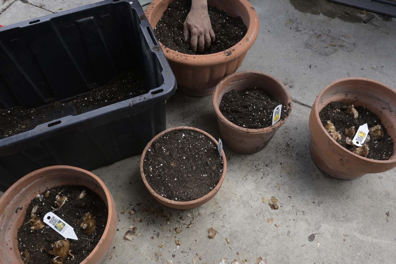 Grow Spring Bulbs in Containers