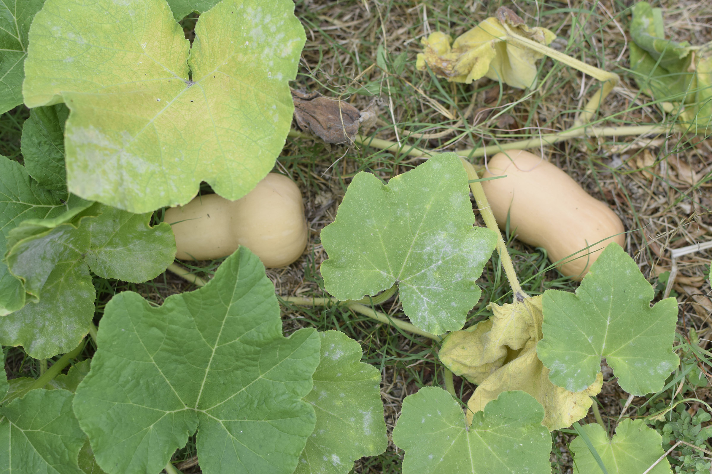 A Backyard Gardener's Approach to Powdery Mildew