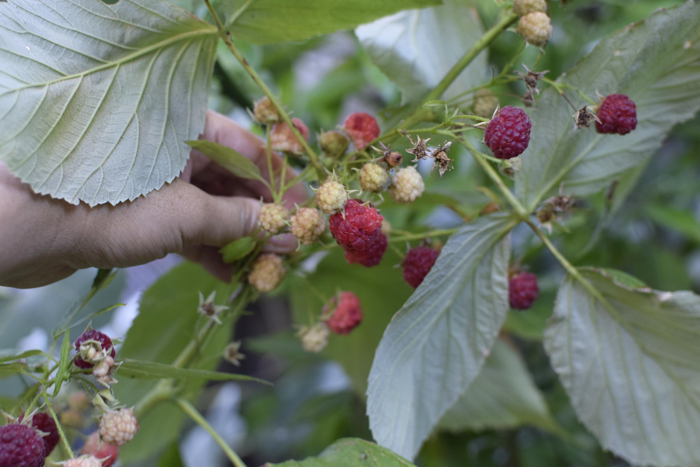 Raspberry Primocanes and Floricanes