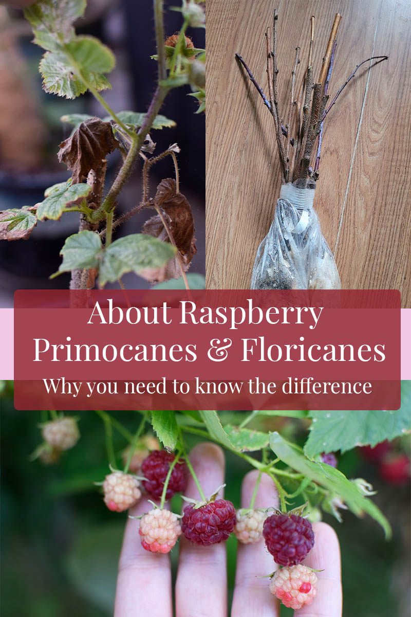 Raspberry Primocanes and Floricanes