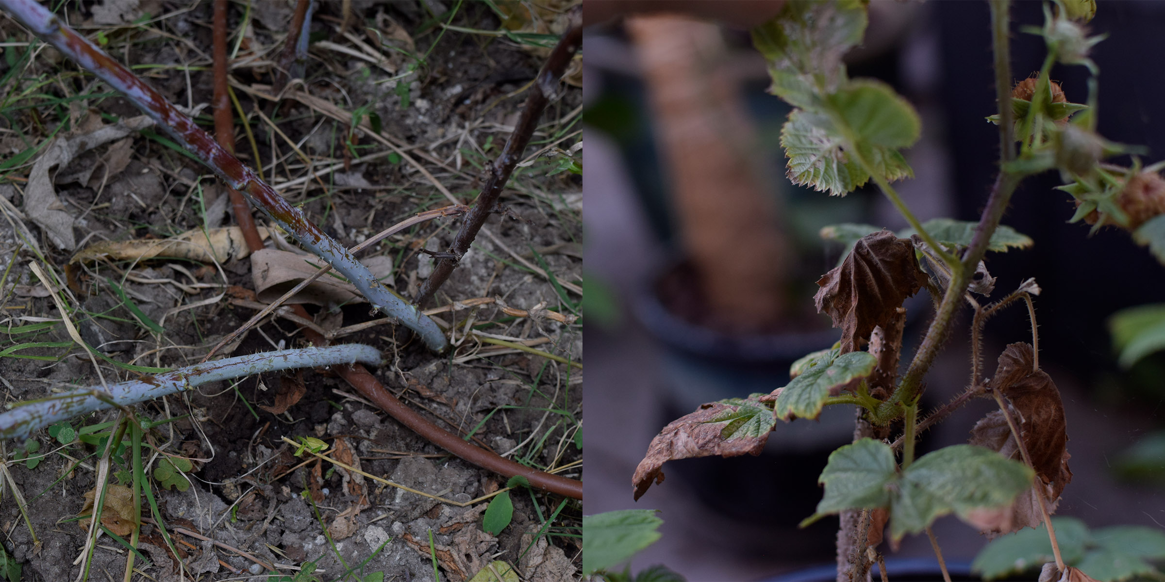 Raspberry Primocanes and Floricanes