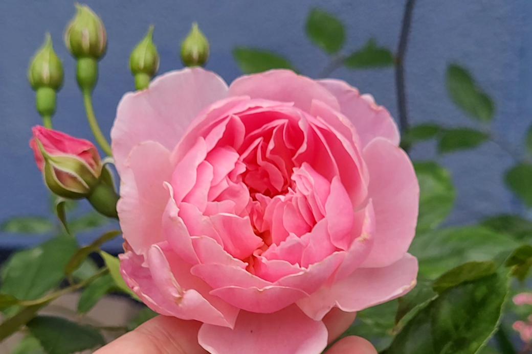 Build a Custom Rose Wall Trellis