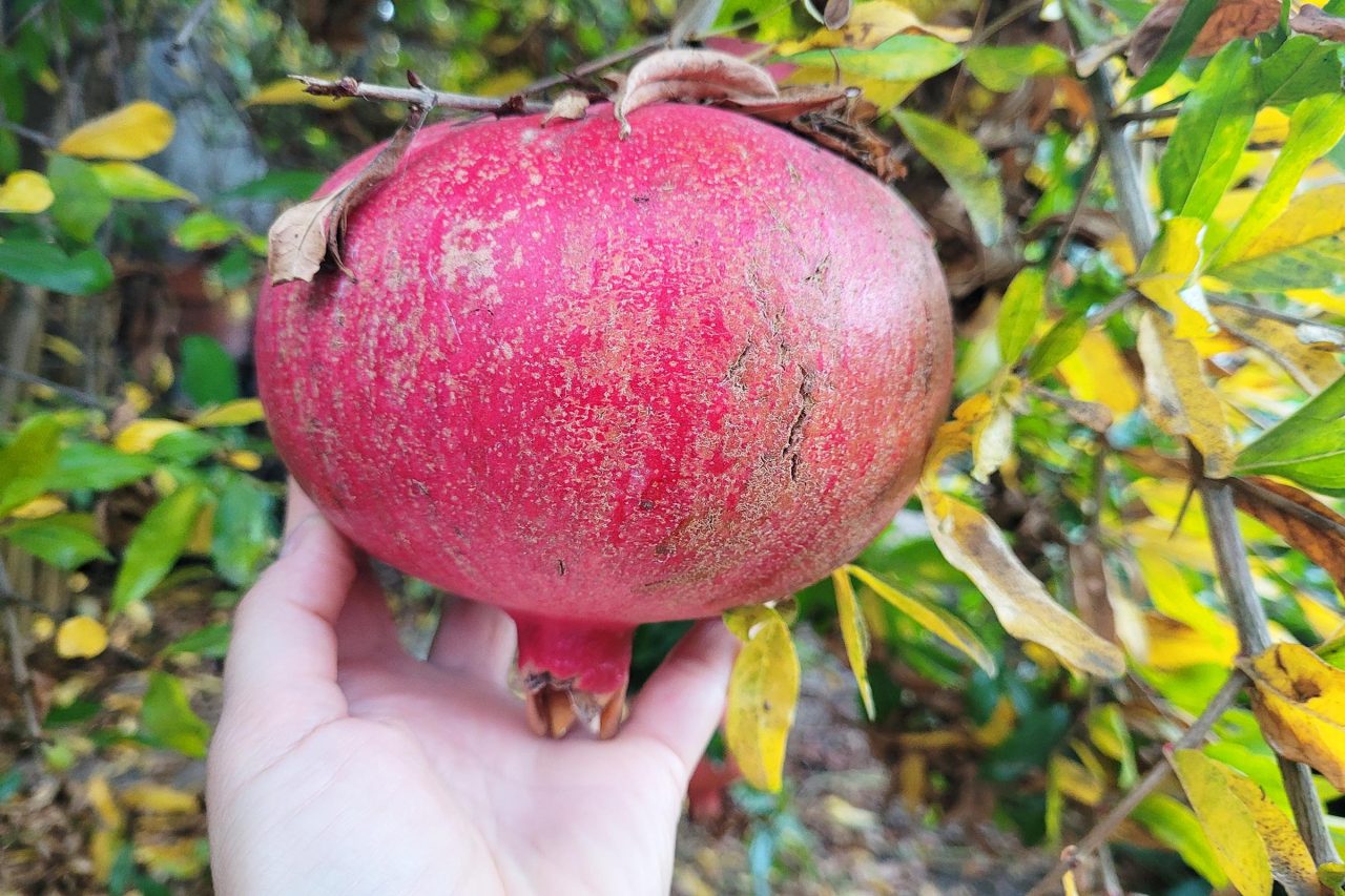 Fun Facts About Growing Pomegranates