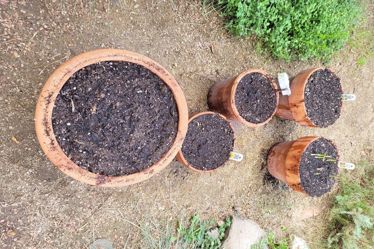 How to Reuse or Amend Old Potting Soil