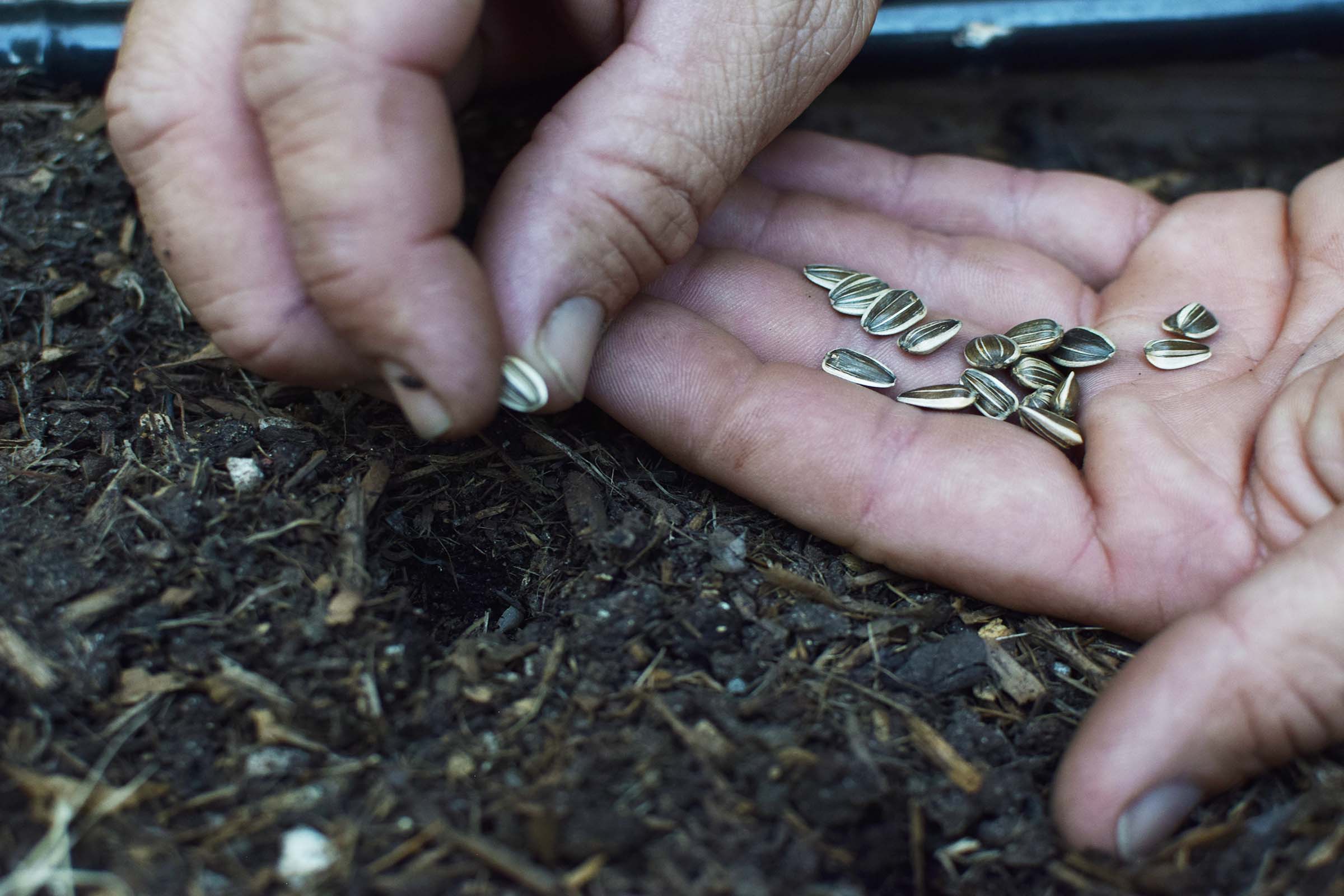 How to Grow Sunflowers From Seed