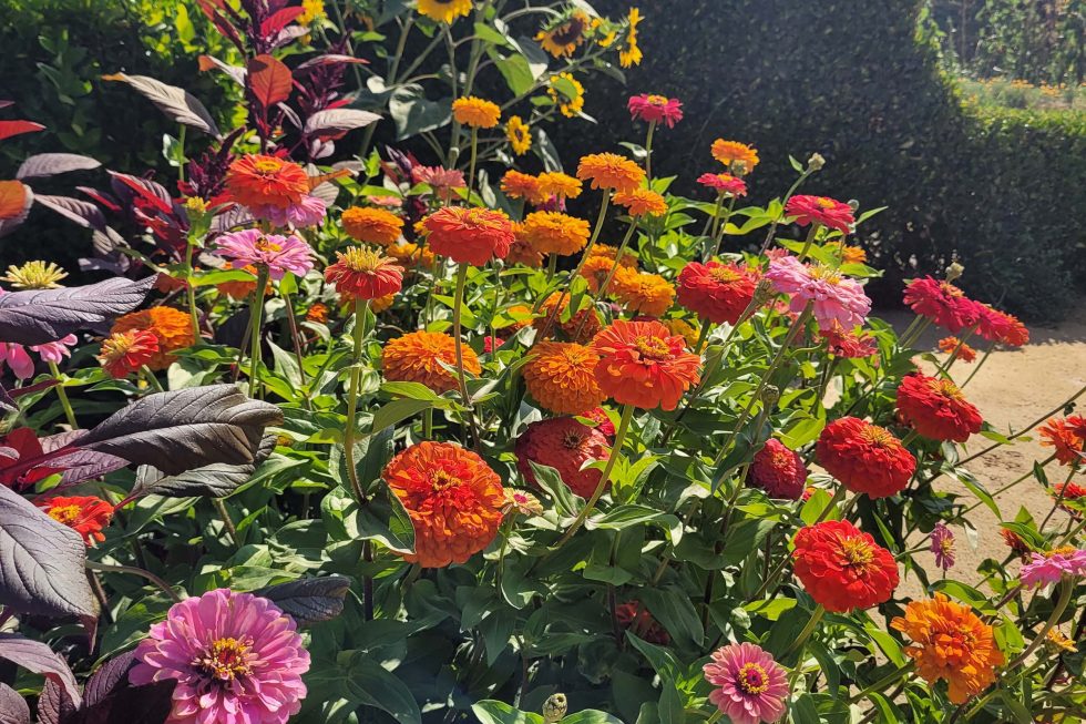 Summer Annuals For a Cut Flower Garden