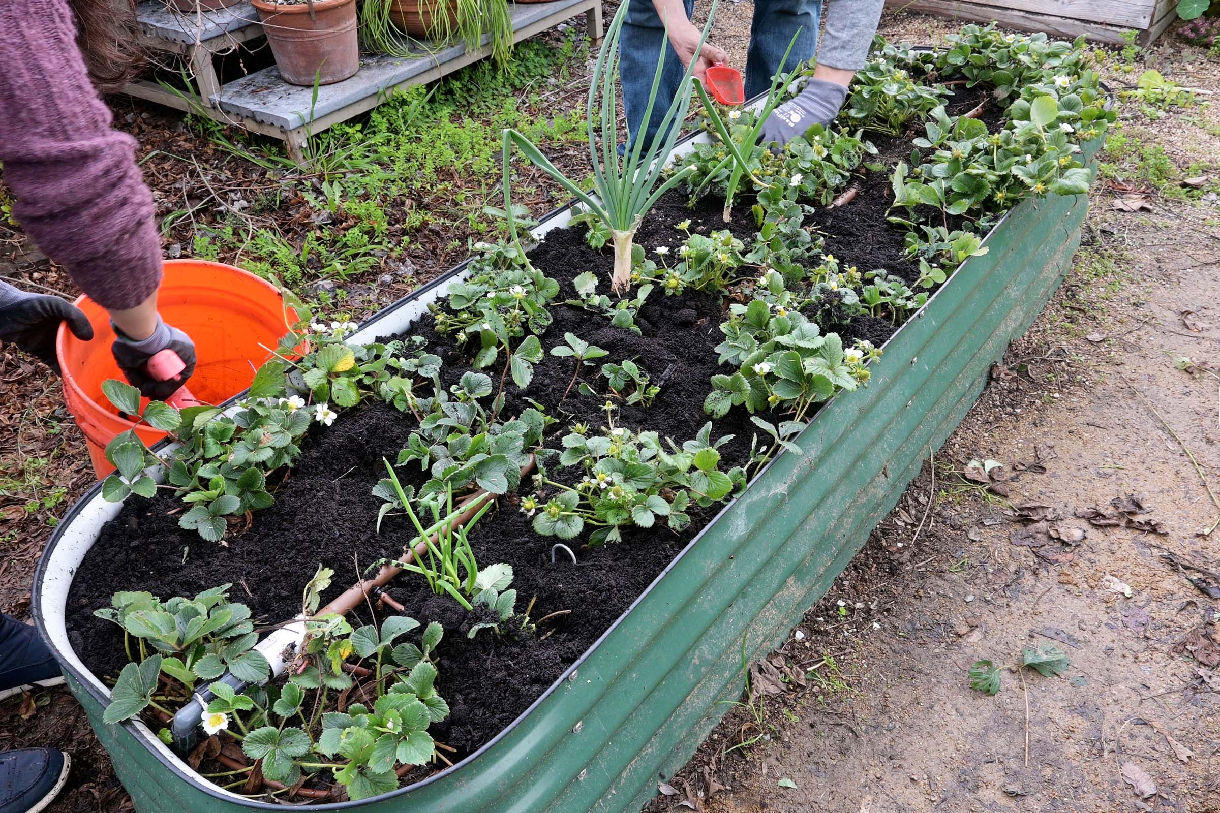 Time to Renovate & Amend The Strawberry Patch