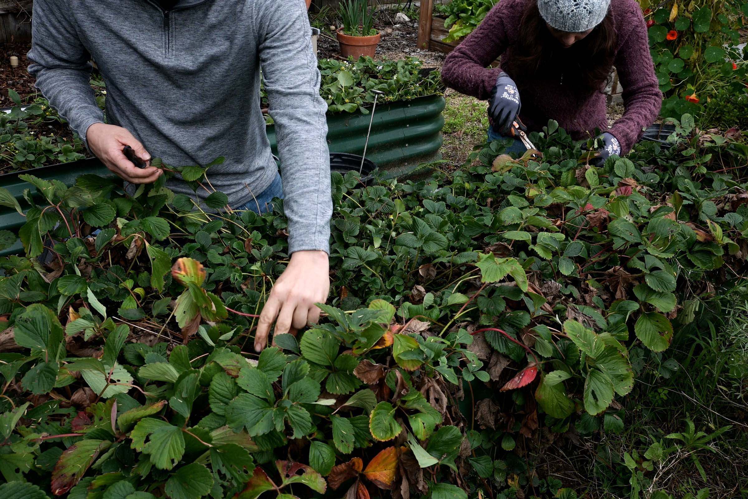 Time to Renovate & Amend The Strawberry Patch