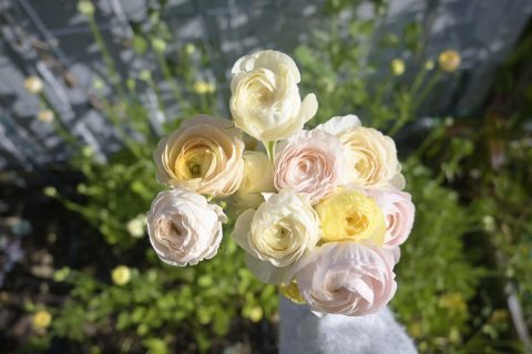 How to Grow and Care for Ranunculus