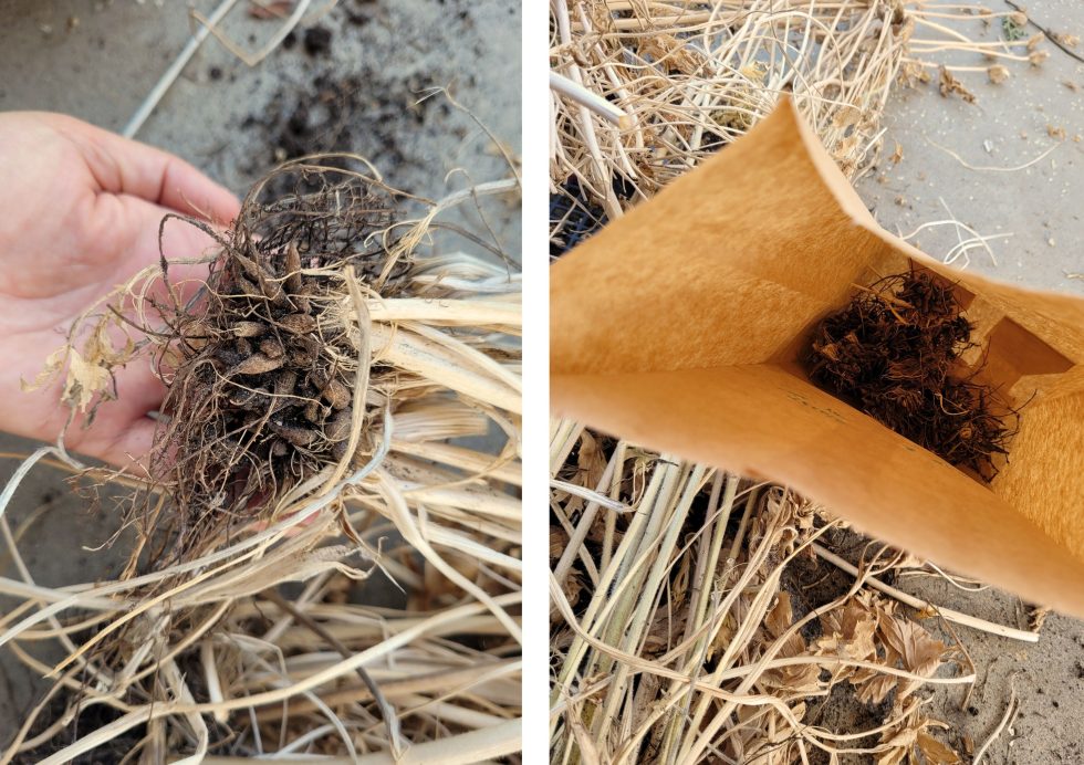 How to Grow and Care for Ranunculus