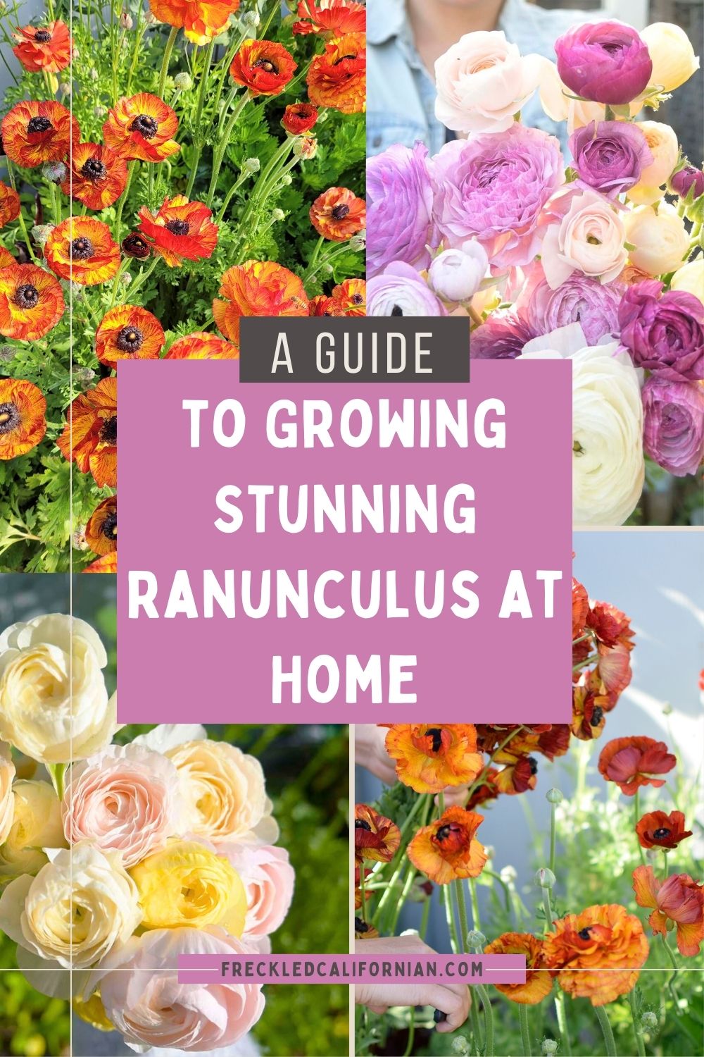 How to Grow and Care for Ranunculus
