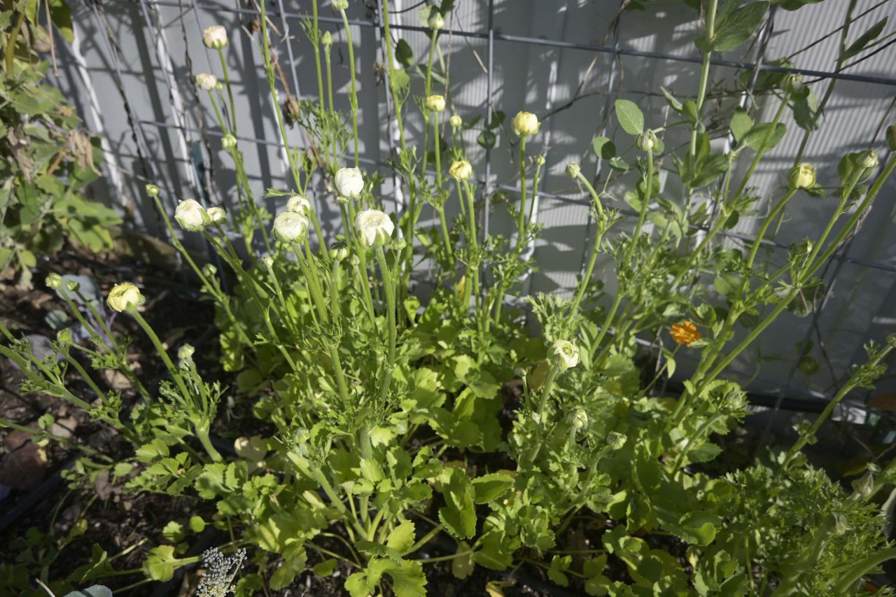 How to Grow and Care for Ranunculus