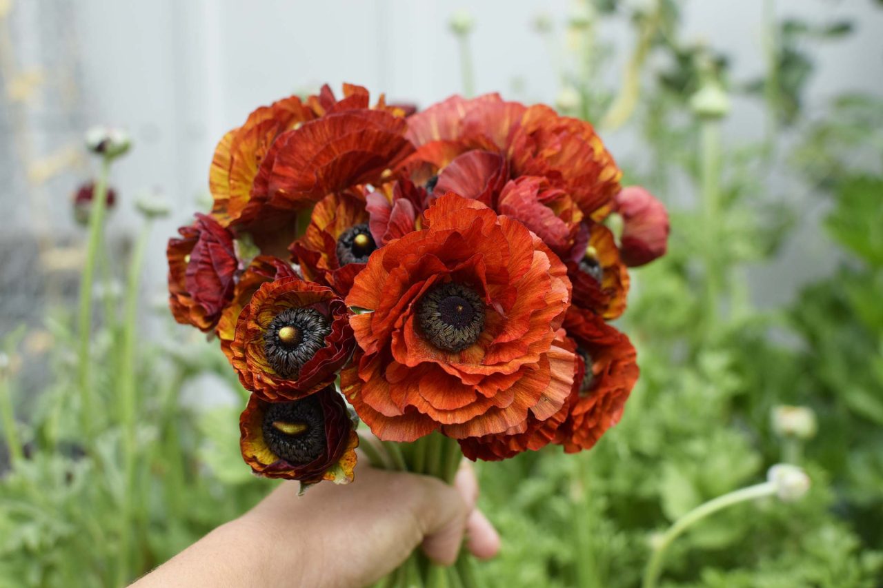 How to Grow and Care for Ranunculus