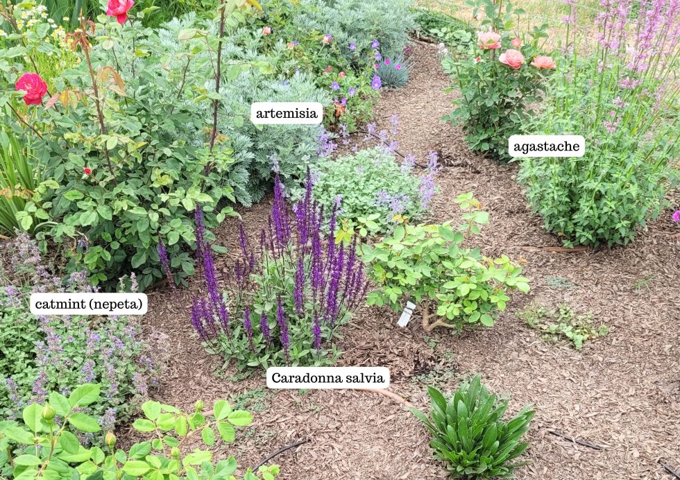 Beautiful Companion Plants for Roses