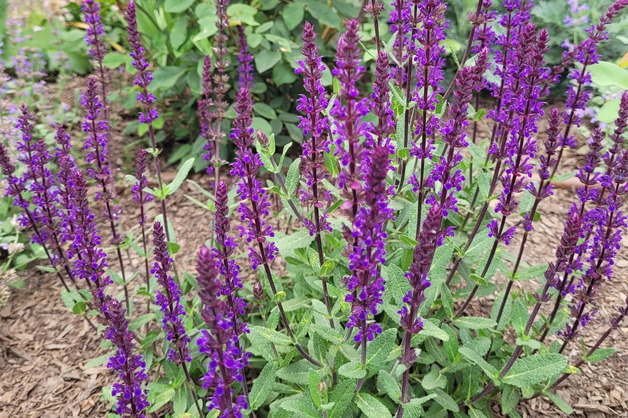 Beautiful Companion Plants for Roses