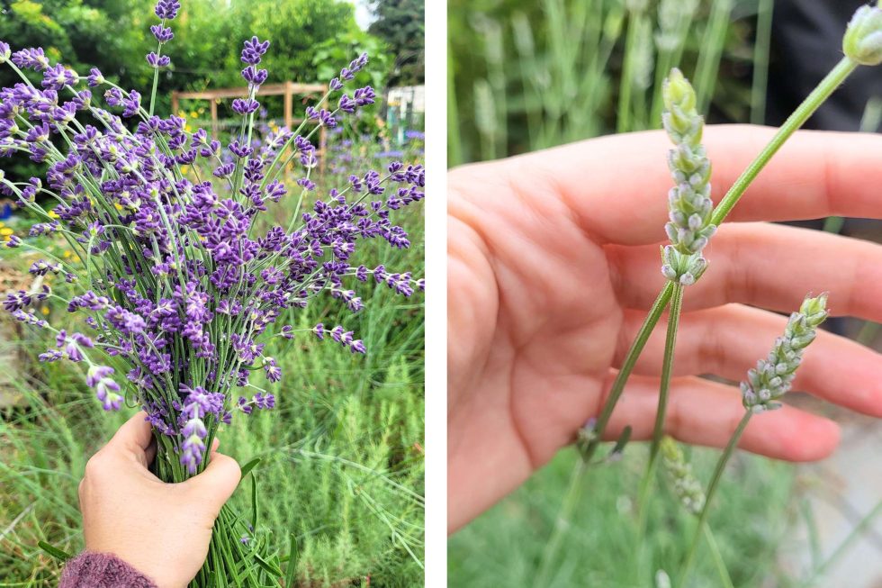 How to Grow and Harvest Lavender for Culinary Use