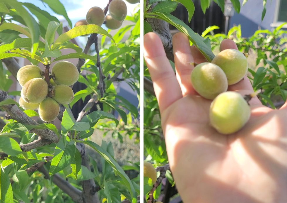 Caring for Newly Planted Fruit Trees