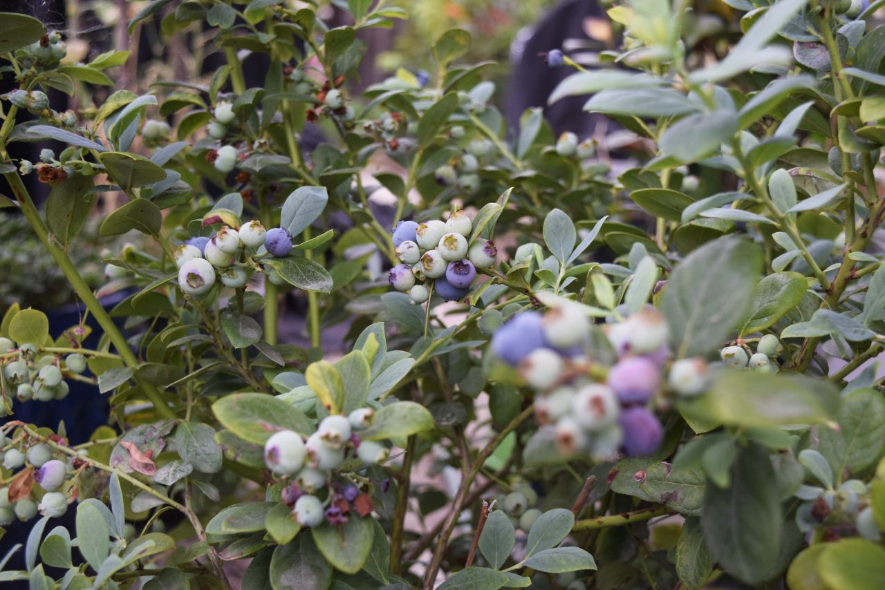 Blueberry Varieties For Southern California