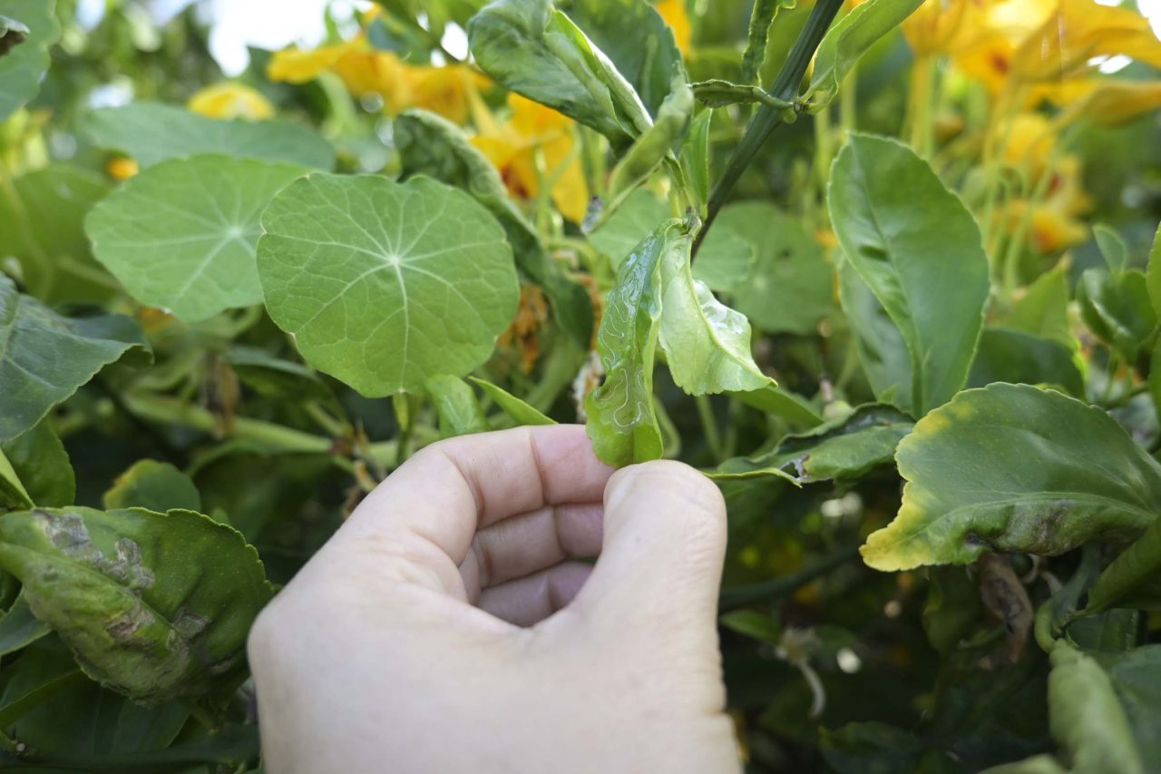 What to do about leaf miners?