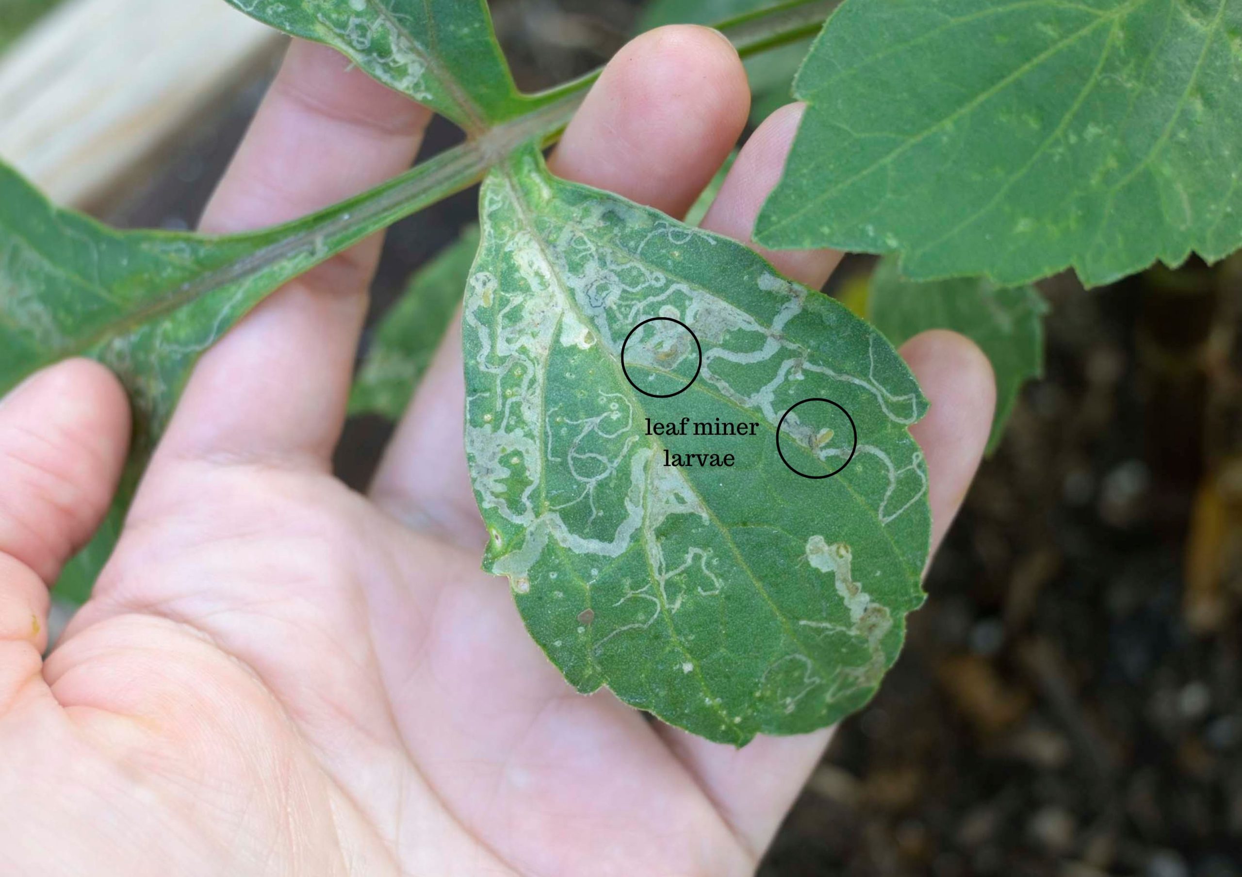 What to do about leaf miners?