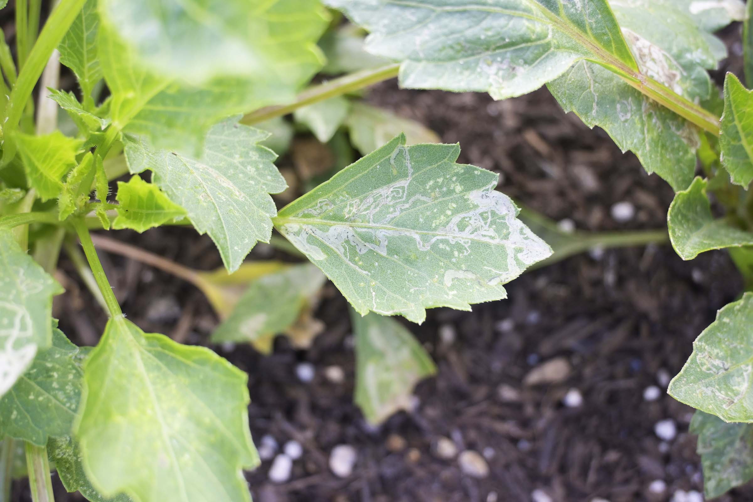 What to do about leaf miners?