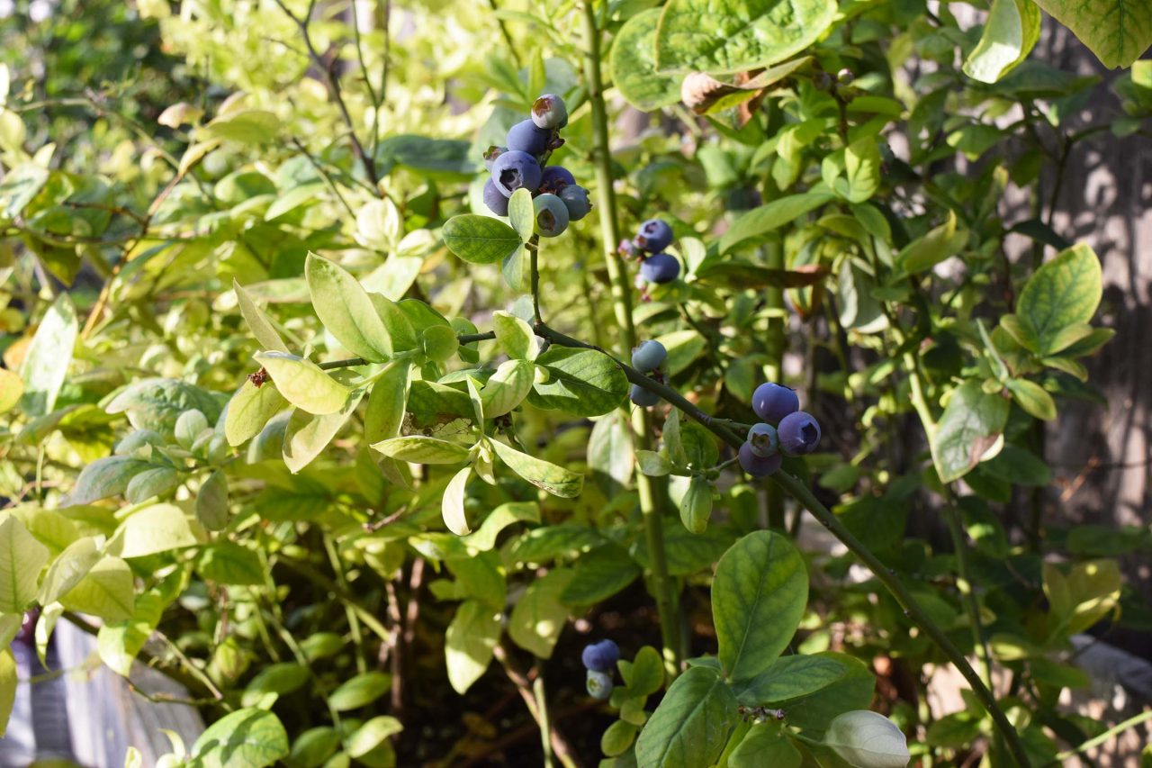 Blueberry Varieties For Southern California