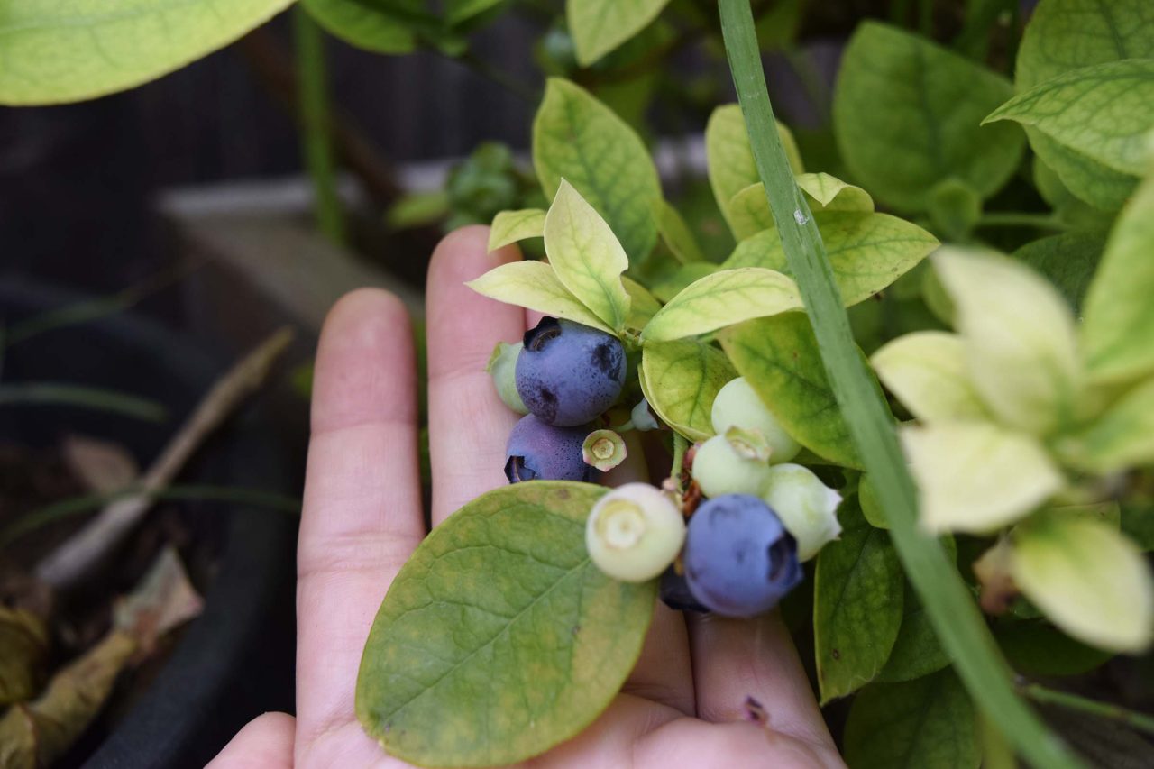 Blueberry Varieties For Southern California