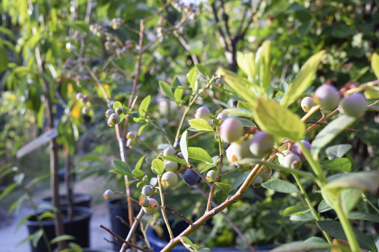 Blueberry Varieties For Southern California